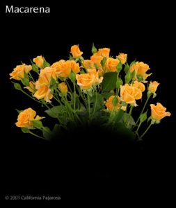 Macarena – Pajarosa Floral