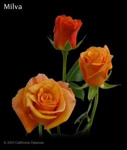 Milva – Pajarosa Floral