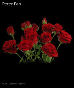 Peter Pan – Pajarosa Floral
