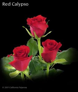 Red Calypso – Pajarosa Floral