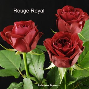 Rouge Royal – Pajarosa Floral