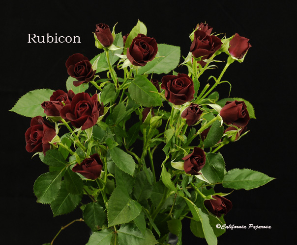 Rubicon – Pajarosa Floral