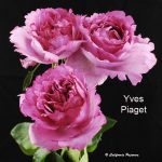 Yves Piaget – Pajarosa Floral