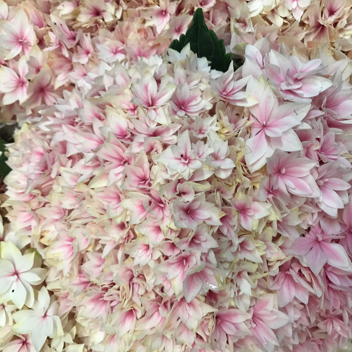 Freedom – Pajarosa Floral