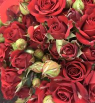 Mirabel – Pajarosa Floral