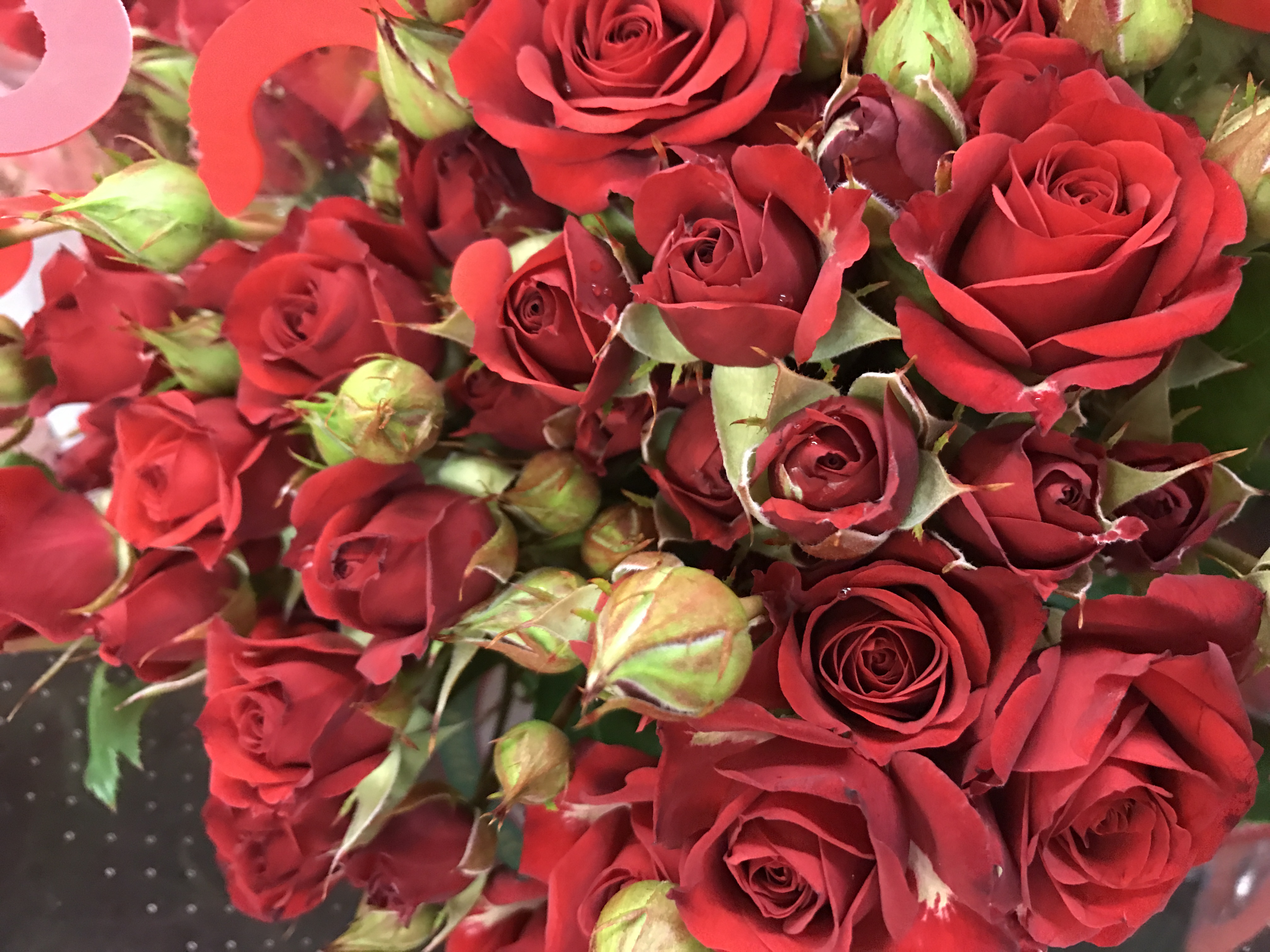 Mirabel – Pajarosa Floral