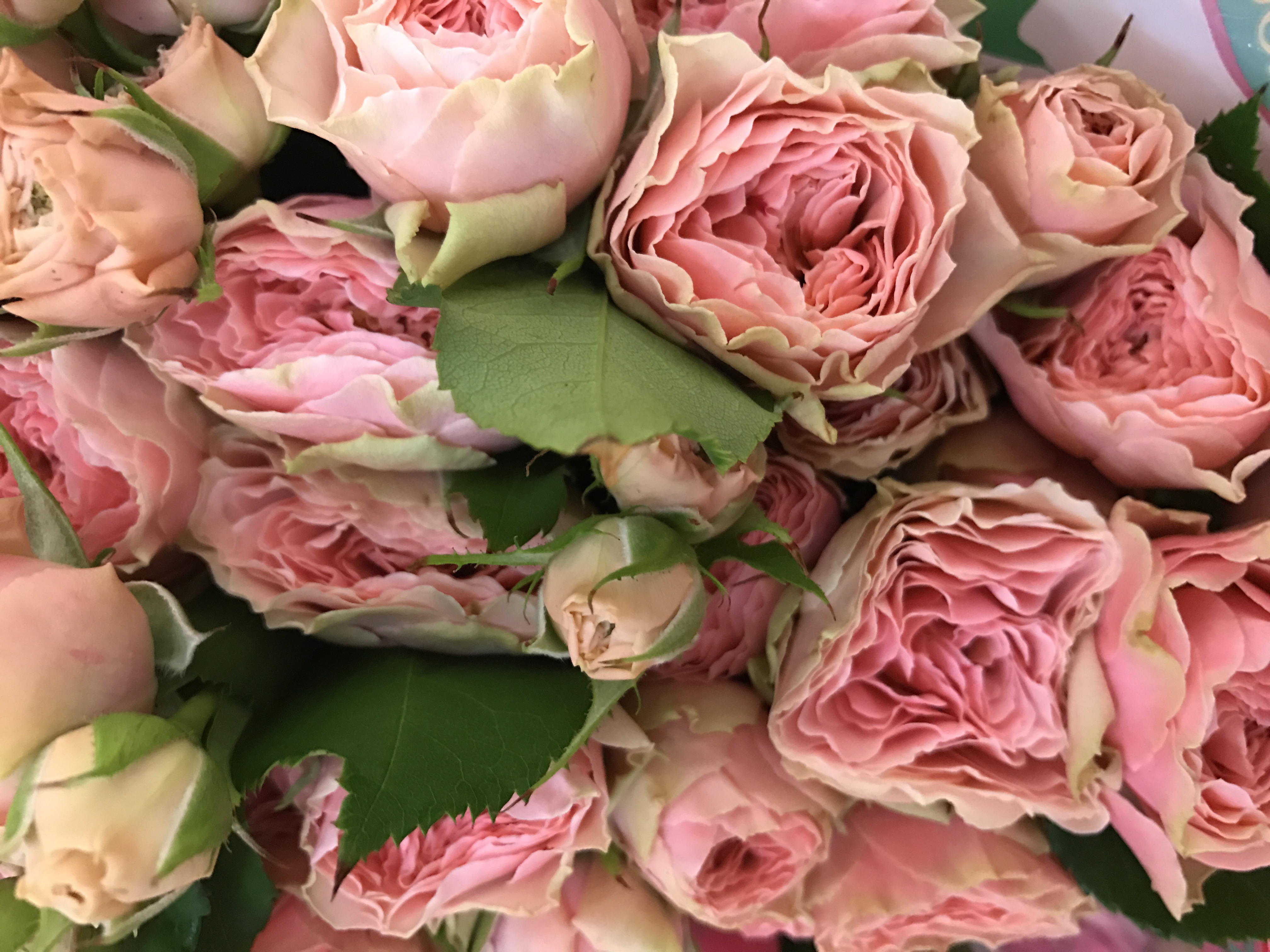 Pink Antique Romantica – Pajarosa Floral