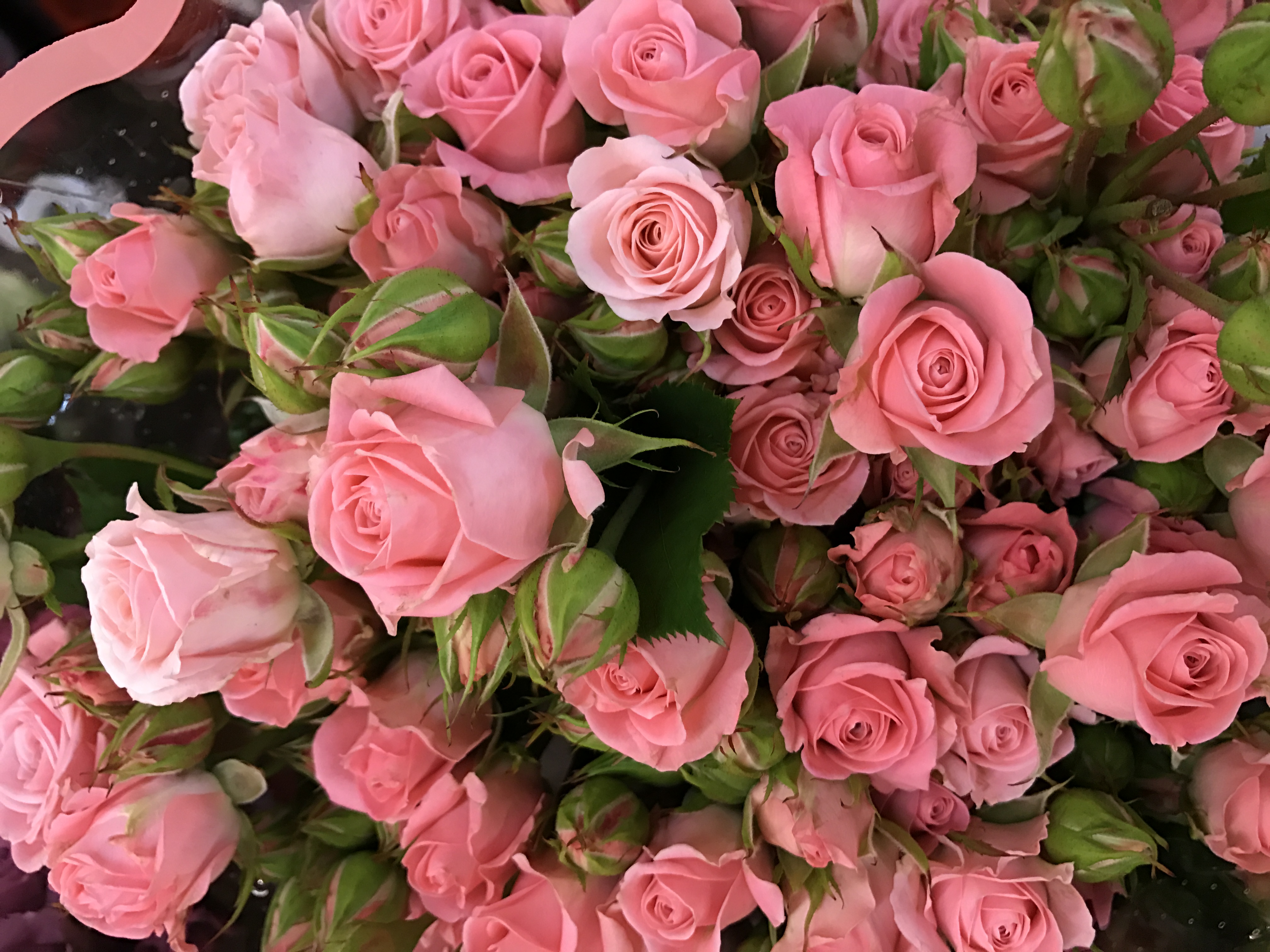 Odilia – Pajarosa Floral