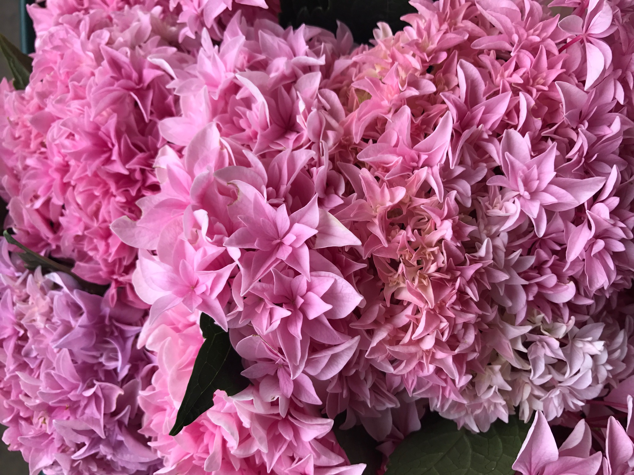 Perfection – Pajarosa Floral