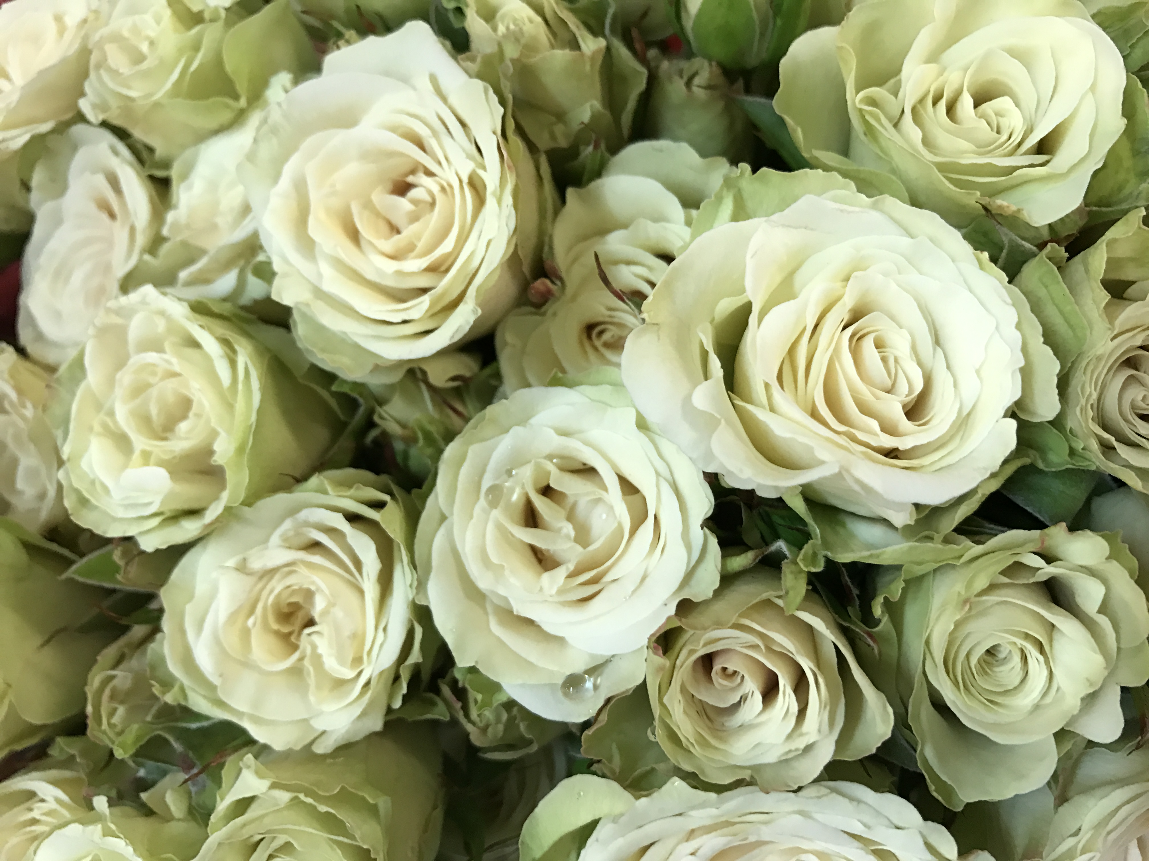 Annakyra – Pajarosa Floral