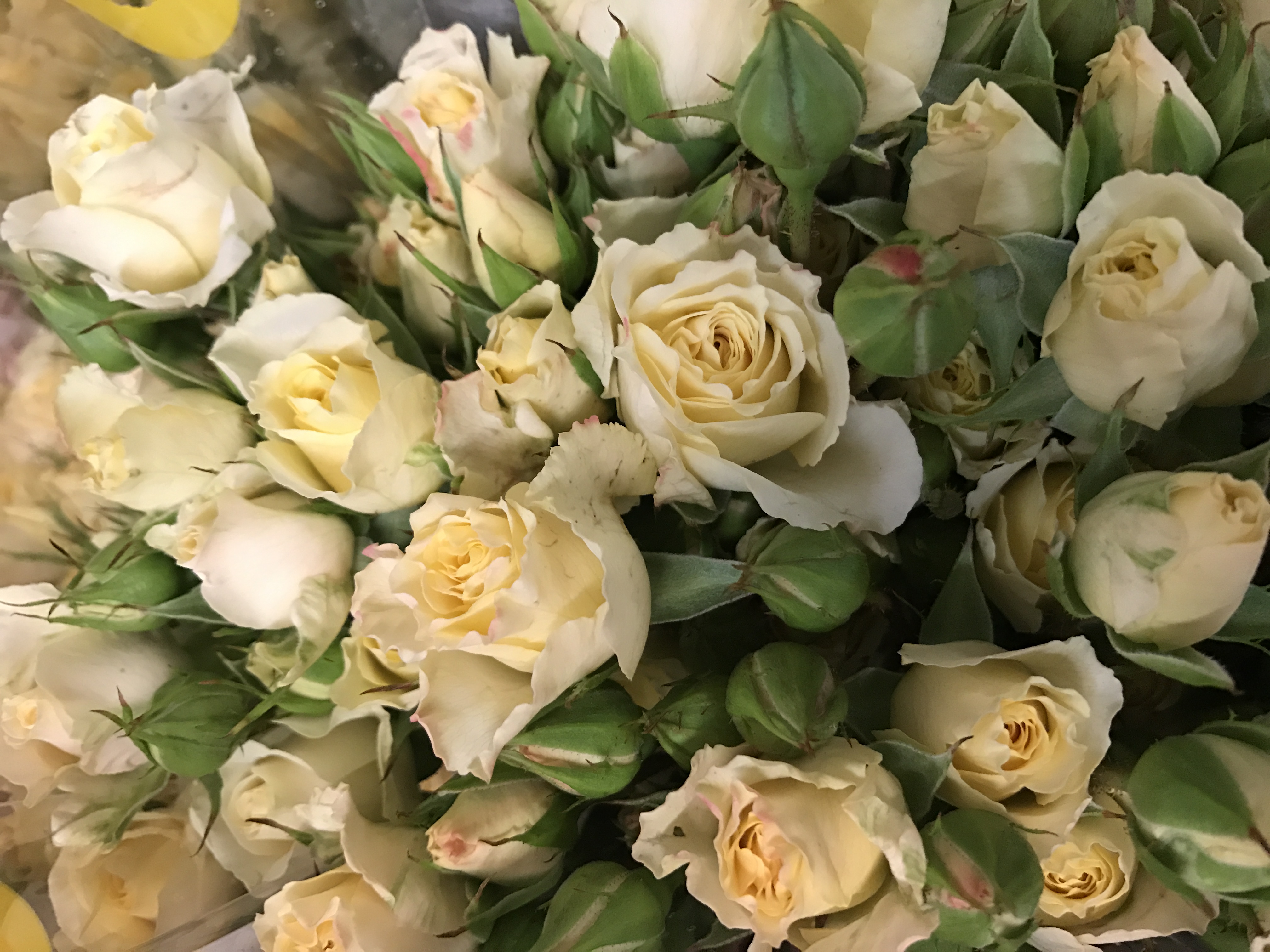 Creamy Bouquet – Pajarosa Floral