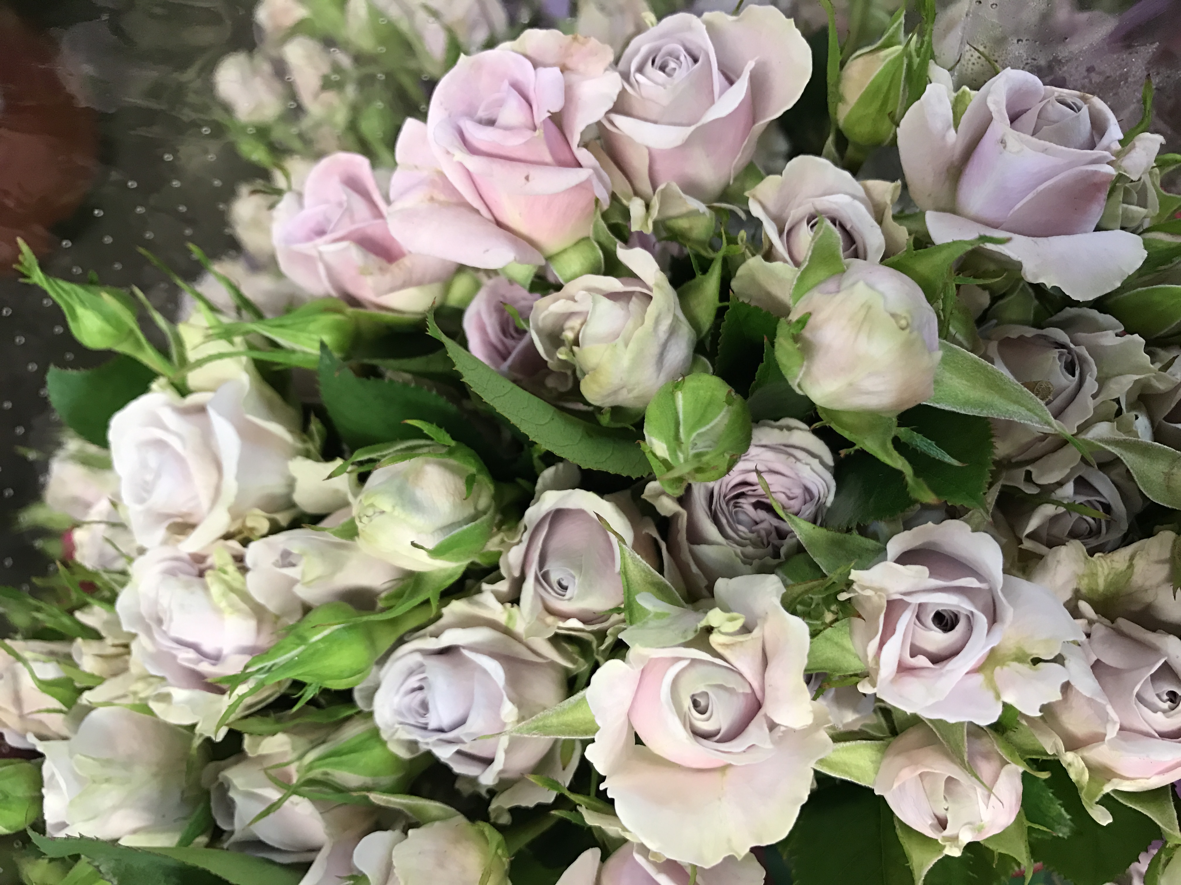 Silver Shadow – Pajarosa Floral